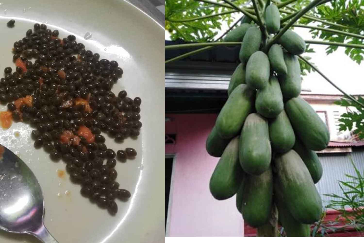 Ini Tips Mujarab Tanam Betik Kat Rumah Confirm Pokok Betik Berbuah Dengan Subur